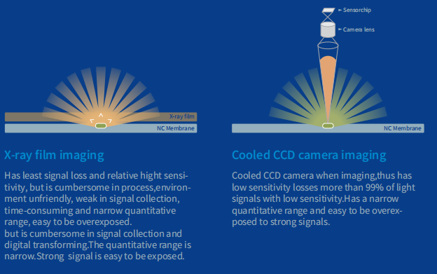 Immunoassay Automated Chemiluminescence Imaging System For Western Blot ...